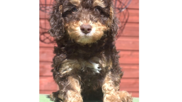 Miniature Labradoodle Puppies for Sale – Trusted Breeders